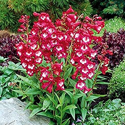 CHUXAY GARDEN Penstemon Hartwegii,Hartweg's Beardtongue 50 Seeds Red Perennial Herb Flowering Plants Lovely Bell Flowers Landscaping Rocks