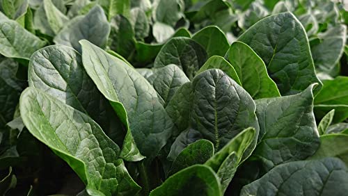 Giant Noble Spinach Seeds for Planting, 100+ Heirloom Seeds Per Packet, (Isla's Garden Seeds), Non GMO Seeds, Botanical Name: Spinacia oleracea, Great Home Garden Gift