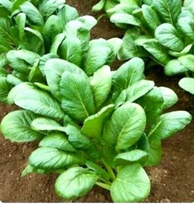 500 Komatsuna Tendergreen Spinach Mustard Seeds for Planting Heirloom Non GMO 1 Gram of Seeds Garden Vegetable Bulk Survival
