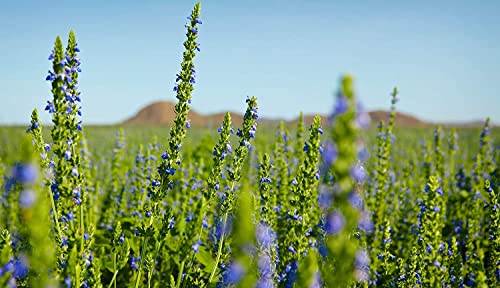 Chia Seeds for Planting, 1000+ Seeds Per Packet,Herb/Flower, (Isla's Garden Seeds), Non GMO & Heirloom Seeds, Scientific Name: Salvia hispanica, Great Gift