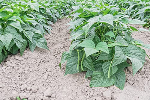 Kentucky Wonder Bush Bean Seeds for Planting, 30+ Heirloom Seeds Per Packet, (Isla's Garden Seeds), Non GMO Seeds, Botanical Name: Phaseolus vulgaris