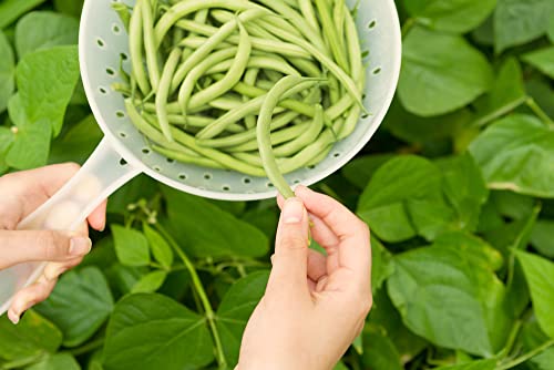 Kentucky Wonder Bush Bean Seeds for Planting, 30+ Heirloom Seeds Per Packet, (Isla's Garden Seeds), Non GMO Seeds, Botanical Name: Phaseolus vulgaris