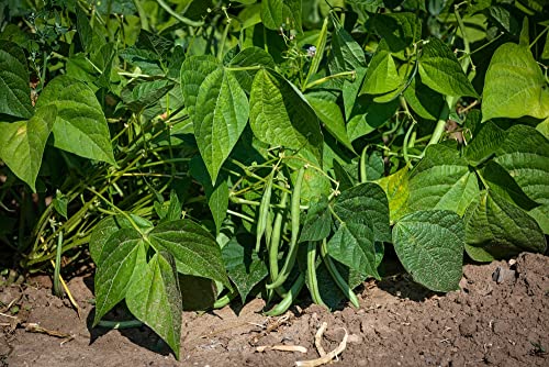 Kentucky Wonder Bush Bean Seeds for Planting, 30+ Heirloom Seeds Per Packet, (Isla's Garden Seeds), Non GMO Seeds, Botanical Name: Phaseolus vulgaris