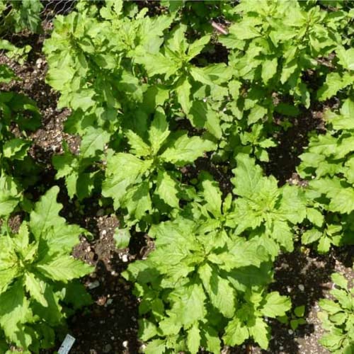 300 Epazote Seeds Mexican Herb Seeds for Planting Garden