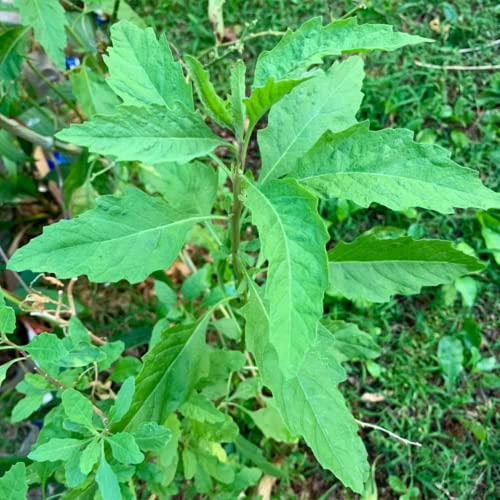 300 Epazote Seeds Mexican Herb Seeds for Planting Garden