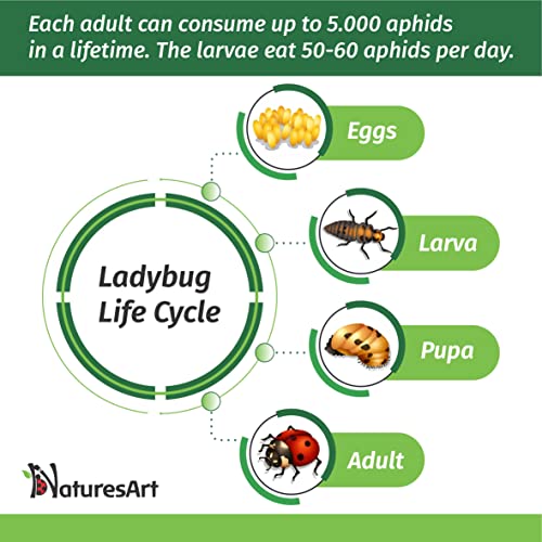 1500 Live Ladybugs - Good Bugs for Garden - Ladybug for Greenhouse - Guaranteed Live