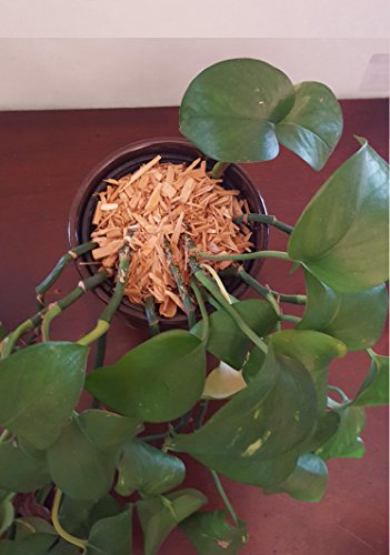100% Natural Cedar Chips | Mulch | Great for Outdoors or Indoor Potted Plants | Dog Bedding | Pleasant Earthy Smell (4 Quart)