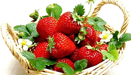 200pcs Giant Strawberry Seeds, Sweet Red Strawberry Garden Strawberry Fruit Seeds, for Garden Planting