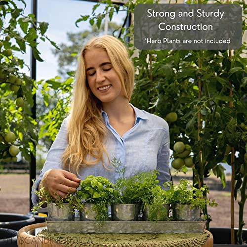 SCANDINORDICA Galvanized Herb Planter β 5 Herb Pots with Drainage Holes and Tray, Windowsill Planter, Indoor Herb Garden Planter Outdoor, Herb Pots for Indoor Plants | Windowsill Herb Garden