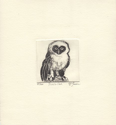 Young Owl