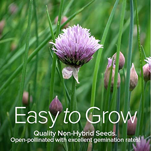 15 Herb Seeds For Planting Varieties Heirloom Non-GMO 5200+ Seeds Indoors, Hydroponics, Outdoors - Basil, Catnip, Chive, Cilantro, Oregano, Parsley, Peppermint, Rosemary and More By Gardeners Basics