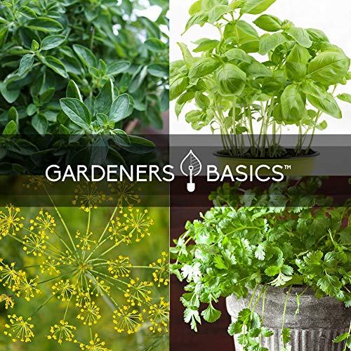 15 Herb Seeds For Planting Varieties Heirloom Non-GMO 5200+ Seeds Indoors, Hydroponics, Outdoors - Basil, Catnip, Chive, Cilantro, Oregano, Parsley, Peppermint, Rosemary and More By Gardeners Basics