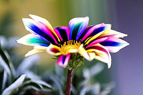 20 Pcs Multicolor Dwarf Variegated Sunflower Seeds Home Garden Decor Plant