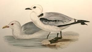 Kittiwake Gull. Larus rifsa