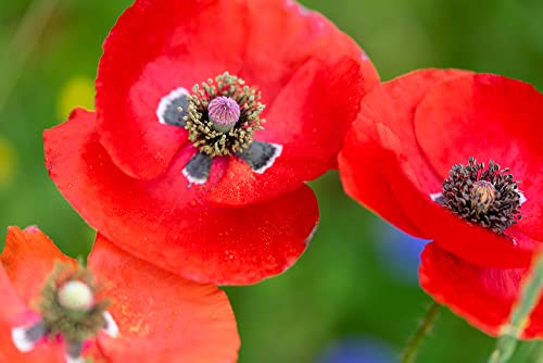 Red American Legion Poppy Seeds, 3000 Heirloom Flower Seeds Per Packet, (Isla's Garden Seeds), Non GMO Seeds, Scientific Name: Papaver rhoeas
