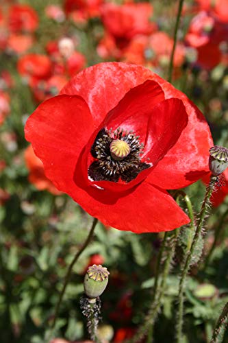 Red American Legion Poppy Seeds, 3000 Heirloom Flower Seeds Per Packet, (Isla's Garden Seeds), Non GMO Seeds, Scientific Name: Papaver rhoeas