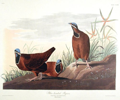 Blue-headed Pigeon. From"The Birds of America" (Amsterdam Edition)