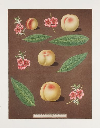 [Peach] Red Nutmeg, Hemskirk Peach