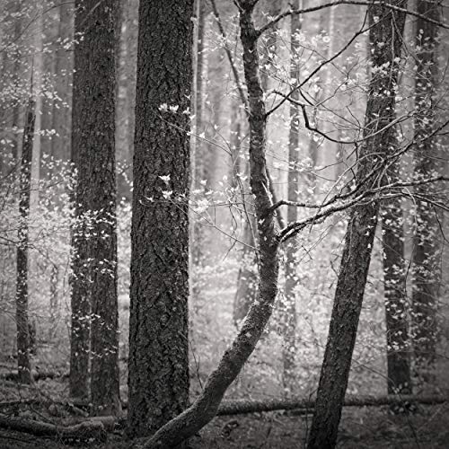 Dogwood Forest No. 8