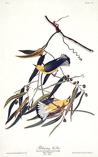Prothonotary Warbler. From"The Birds of America" (Amsterdam Edition)