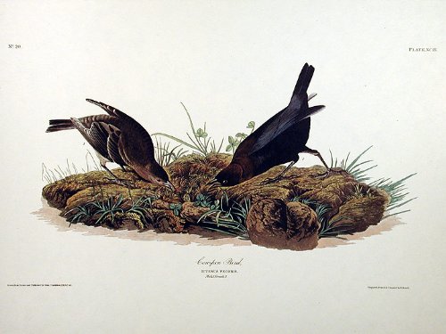 Cow-pen Bird. From"The Birds of America" (Amsterdam Edition)