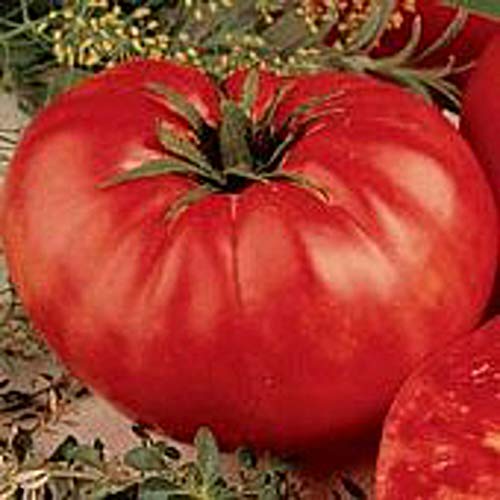 Beefsteak Tomato (Red-Determinate) Seeds (20+ Seeds) | Non GMO | Vegetable Fruit Herb Flower Seeds for Planting | Home Garden Greenhouse Pack