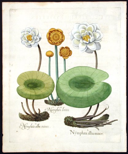 [European white water lily] Nymphµa alba maior; [European white water lily] Nymphµa alba minor; [Yellow pond lily] Nymphµa lutea