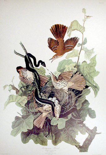 Ferruginous Thrush. From"The Birds of America" (Amsterdam Edition)
