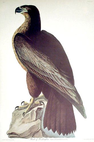 Bird of Washington. From"The Birds of America" (Amsterdam Edition)