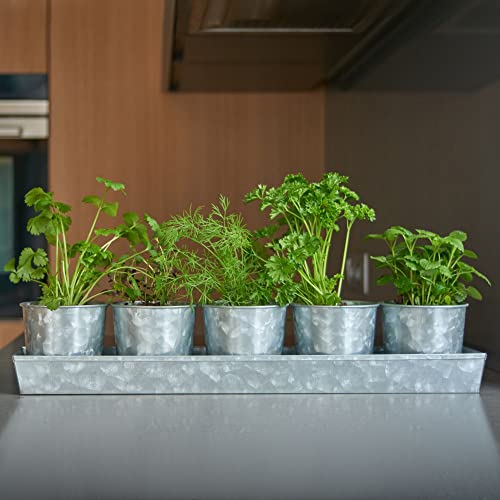 SCANDINORDICA Galvanized Herb Planter β 5 Herb Pots with Drainage Holes and Tray, Windowsill Planter, Indoor Herb Garden Planter Outdoor, Herb Pots for Indoor Plants | Windowsill Herb Garden