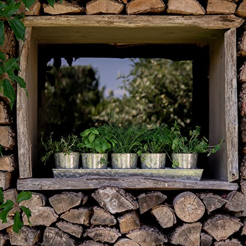 SCANDINORDICA Galvanized Herb Planter β 5 Herb Pots with Drainage Holes and Tray, Windowsill Planter, Indoor Herb Garden Planter Outdoor, Herb Pots for Indoor Plants | Windowsill Herb Garden