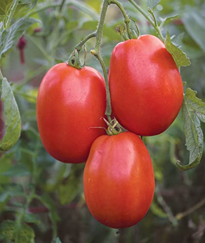Burpee Exclusive 'SuperSauce' Hybrid 25 Non-GMO Large Red Sauce & Paste Tomato Variety | Vegetable Seeds for Planting Home Garden