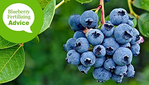 Blueberry Bush Granular Sulfur Fertilizer ( Soil Acidifier ) - 50 Lbs..