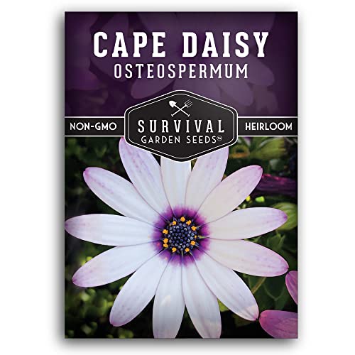 Survival Garden Seeds - Cape Daisy Seed for Planting - Packet with Instructions to Plant and Grow Beautiful White and Purple Osteospermum in Your Home Flower Garden - Non-GMO Heirloom Variety