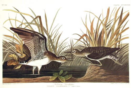 Solitary Sandpiper. From"The Birds of America" (Amsterdam Edition)
