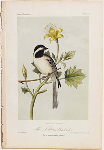 The Northern Chickadee