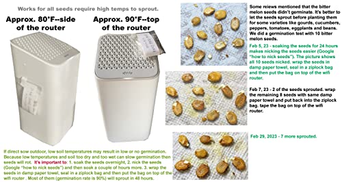 Asian Bitter Gourd Seeds for Planting Vegetables and Fruits(苦瓜).Vegetable Seeds at Home Vegetable Garden & Hydroponics Seed Pods-Bitter Melon Seeds for Planting-10 Tai Guo Bitter Melon Plant Seeds
