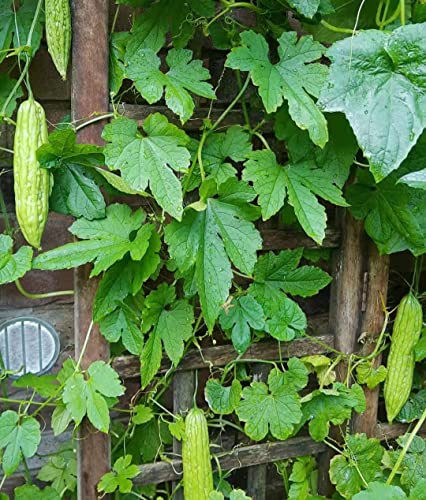 Asian Bitter Gourd Seeds for Planting Vegetables and Fruits(苦瓜).Vegetable Seeds at Home Vegetable Garden & Hydroponics Seed Pods-Bitter Melon Seeds for Planting-10 Tai Guo Bitter Melon Plant Seeds