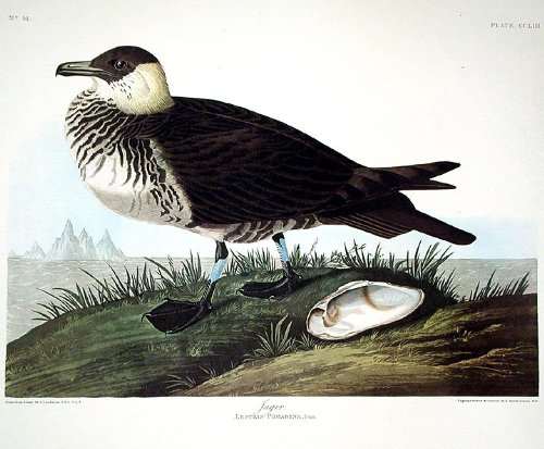 Jager. From"The Birds of America" (Amsterdam Edition)