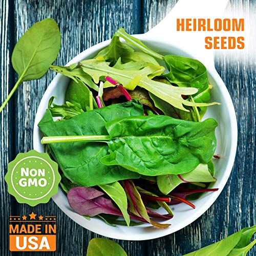 Heirloom Non-GMO Lettuce and Greens Seeds Variety Pack for Outdoor and Indoor Gardening & Hydroponics, 5000+ Seeds - Kale, Butter, Oak, Spinach, Romaine Bibb & More