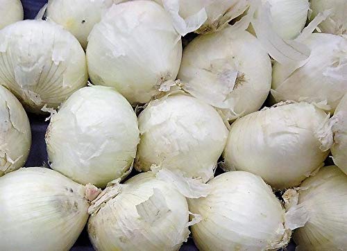 White Sweet Spanish Onion Seeds for Planting, 500+ Heirloom Seeds Per Packet, (Isla's Garden Seeds), Non GMO Seeds, Botanical Name: Allium cepa, Great Home Garden Gift