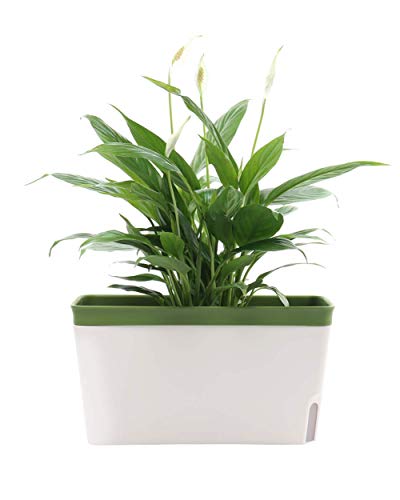 GardenBasix Self Watering Planter Pots Window Box for Indoor Plants Home Garden Modern Decorative Flower Pot for All House Herbs Succulents Set of 6 (6, Green(Rectangle))