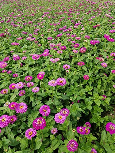 150+ Mixed Double Zinnia Seeds Flower Garden Big Bright Beautiful Variety Butterfly