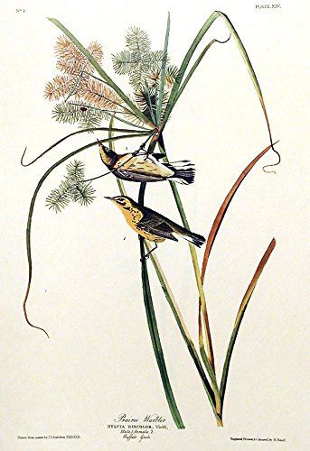 Prairie Warbler. From"The Birds of America" (Amsterdam Edition)