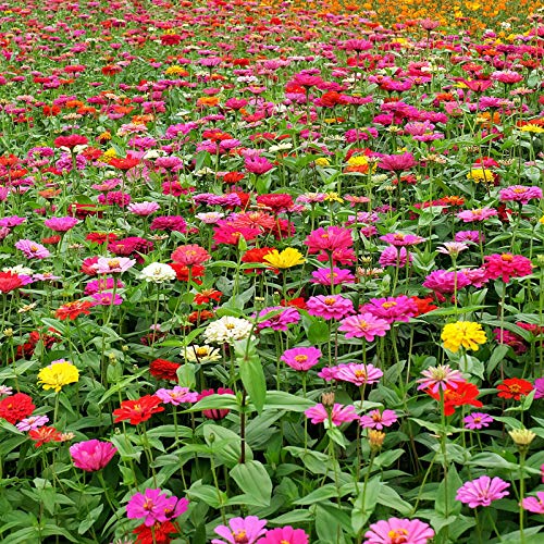 150+ Mixed Double Zinnia Seeds Flower Garden Big Bright Beautiful Variety Butterfly