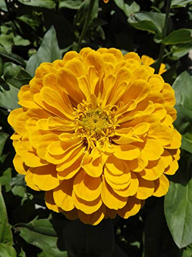 150+ Mixed Double Zinnia Seeds Flower Garden Big Bright Beautiful Variety Butterfly