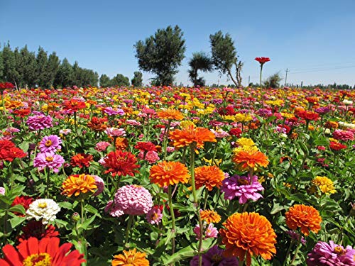 150+ Mixed Double Zinnia Seeds Flower Garden Big Bright Beautiful Variety Butterfly