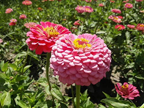 150+ Mixed Double Zinnia Seeds Flower Garden Big Bright Beautiful Variety Butterfly