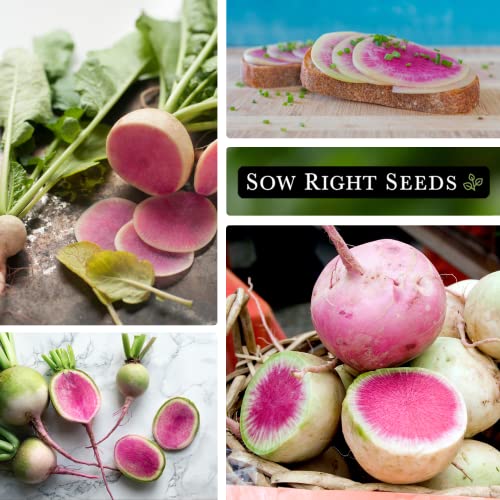 Sow Right Seeds - Watermelon Radish Seed for Planting - Non-GMO Heirloom Packet with Instructions to Plant a Home Vegetable Garden - Great Gardening Gift (1)