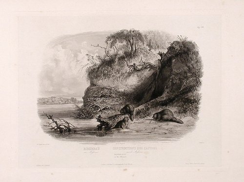 Beaver Hut on the Missouri
